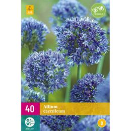 Allium 'Blue Heaven' - 40 Stk Liefergr&ouml;&szlig;e: Zwiebelgr&ouml;&szlig;e 5/+