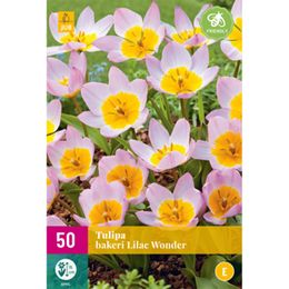 Wildtulpe 'Lilac Wonder'- 50 St&uuml;ck Liefergr&ouml;&szlig;e: 50 St&uuml;ck