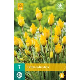 Weinbergtulpe 'Sylvestris' - 7 St&uuml;ck Liefergr&ouml;&szlig;e: Zwiebelgr&ouml;&szlig;e 5/6