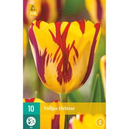 Triumph-Tulpe 'Helmar ' - 7 St&uuml;ck Liefergr&ouml;&szlig;e: Zwiebelgr&ouml;&szlig;e 11/12