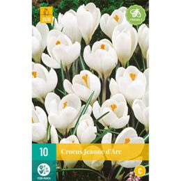Gro&szlig;blumige Krokusse 'Jeanne d'Arc' - 10 St&uuml;ck Liefergr&ouml;&szlig;e: Zwiebelgr&ouml;&szlig;e 8-9