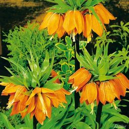 Kiepenkerl Kaiserkrone 'Aurora' (orange) - 1 St&uuml;ck Liefergr&ouml;&szlig;e: Zwiebelgr&ouml;&szlig;e 20/+