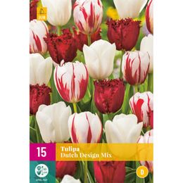 Tulpen Mischung 'Dutch Design Mix' - 15 St&uuml;ck Liefergr&ouml;&szlig;e: Zwiebelgr&ouml;&szlig;e 11/12