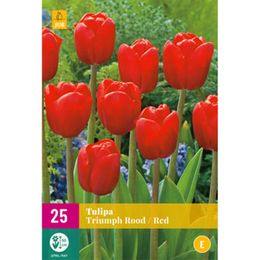Triumph-Tulpen 'Rot' 15 Stk Liefergr&ouml;&szlig;e: Zwiebelgr&ouml;&szlig;e 11/12
