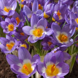 Botanische Krokusse 'Sieberi Tricolor' - 15 St&uuml;ck Liefergr&ouml;&szlig;e: Zwiebelgr&ouml;&szlig;e 5/+
