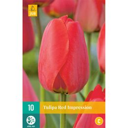 Darwin-Hybrid Tulpe 'Red Impression' - 7 St&uuml;ck Liefergr&ouml;&szlig;e: Zwiebelgr&ouml;&szlig;e 11/12