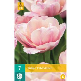 Sp&auml;te gef&uuml;llte Tulpe 'Tabledance ' - 7 St&uuml;ck Liefergr&ouml;&szlig;e: Zwiebelgr&ouml;&szlig;e 11/12