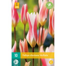 Wildtulpe 'Clusiana Stellata' - 10 St&uuml;ck Liefergr&ouml;&szlig;e: Zwiebelgr&ouml;&szlig;e 6/+