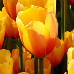 Darwin-Hybrid Tulpe 'Apeldoorn's Elite' - 7 St&uuml;ck Liefergr&ouml;&szlig;e: Zwiebelgr&ouml;&szlig;e 11/12