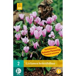 Garten-Alpenveilchen - 2 St&uuml;ck Liefergr&ouml;&szlig;e: Zwiebelgr&ouml;&szlig;e: 13/15