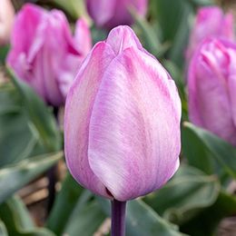 Triumph-Tulpe 'Jacuzzi' - 7 St&uuml;ck Liefergr&ouml;&szlig;e: Zwiebelgr&ouml;&szlig;e 11/12