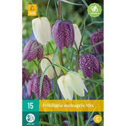 Kiebitzeier-Mischung 'Schachbrettblume' - 15 St&uuml;ck Liefergr&ouml;&szlig;e: Zwiebelgr&ouml;&szlig;e 6/7
