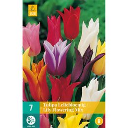Lilienbl&uuml;tige Tulpen 'Mischung' - 7 St&uuml;ck Liefergr&ouml;&szlig;e: Zwiebelgr&ouml;&szlig;e 11/12