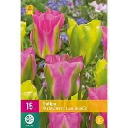Viridiflora Tulpe 'Strawberry Lemonade ' - 12 St&uuml;ck Liefergr&ouml;&szlig;e: Zwiebelgr&ouml;&szlig;e 11/12