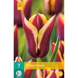 Triumph-Tulpe 'Gavota' - 7 St&uuml;ck Liefergr&ouml;&szlig;e: Zwiebelgr&ouml;&szlig;e 11/12