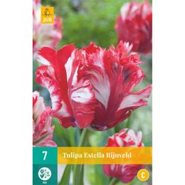 Papageien-Tulpe 'Estella Rijnveld' - 7 St&uuml;ck Liefergr&ouml;&szlig;e: Zwiebelgr&ouml;&szlig;e 11-12