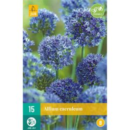 Allium 'Blue Heaven' - 15 St&uuml;ck Liefergr&ouml;&szlig;e: Zwiebelgr&ouml;&szlig;e 5/+