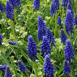 Blaue Traubenhyazinthe Blumenzwiebeln, Zwiebelgr&ouml;&szlig;e 8-9, 20 St&uuml;ck Liefergr&ouml;&szlig;e: Zwiebelgr&ouml;&szlig;e 8-9