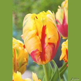 Papageien-Tulpe 'Texas Flame' - 7 St&uuml;ck Liefergr&ouml;&szlig;e: Zwiebelgr&ouml;&szlig;e 11/12