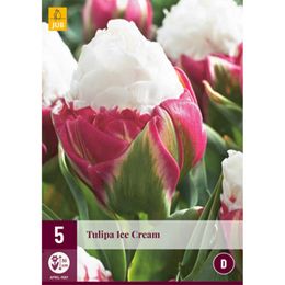 Gef&uuml;llte sp&auml;te Tulpe 'Ice Cream' - 5 St&uuml;ck Liefergr&ouml;&szlig;e: Zwiebelgr&ouml;&szlig;e: 11/12