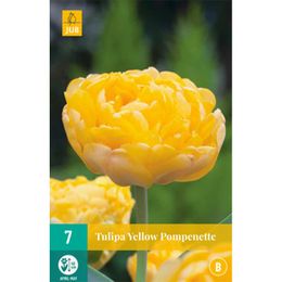 Tulpe 'Yellow Pompenette' - 7 St&uuml;ck Liefergr&ouml;&szlig;e: Zwiebelgr&ouml;&szlig;e 11/12