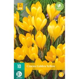 Gro&szlig;blumige Krokusse 'Golden Yellow' - 10 St&uuml;ck Liefergr&ouml;&szlig;e: Zwiebelgr&ouml;&szlig;e 8-9