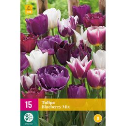 Tulpen-Mischung 'Blueberry' - 12 St&uuml;ck Liefergr&ouml;&szlig;e: Zwiebelgr&ouml;&szlig;e 11/12