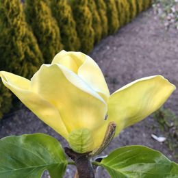 K&ouml;nigs-Magnolie 'Blue Opal', 5 - 7,5 Liter Topf 80 - 100 cm Liefergr&ouml;&szlig;e: 80 - 100 cm