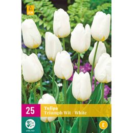 Triumph-Tulpen 'Wei&szlig;' 15 Stk Liefergr&ouml;&szlig;e: Zwiebelgr&ouml;&szlig;e 11/12