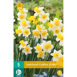 Mini-Narzisse 'Golden Echo' - 5 St&uuml;ck Liefergr&ouml;&szlig;e: Zwiebelgr&ouml;&szlig;e 12/14