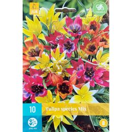 Wildtulpen 'Mischung' - 10 St&uuml;ck Liefergr&ouml;&szlig;e: Zwiebelgr&ouml;&szlig;e 6/+