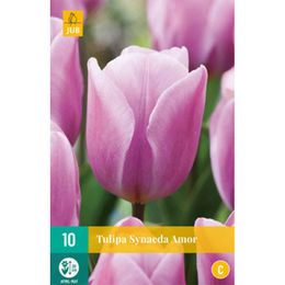 Triumph-Tulpe 'Synaeda Amor' - 7 St&uuml;ck Liefergr&ouml;&szlig;e: Zwiebelgr&ouml;&szlig;e 11/12