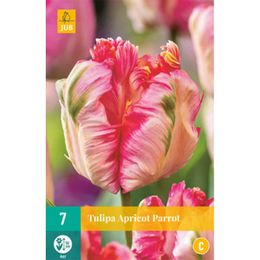 Papageien-Tulpe 'Apricot Parrot' - 7 St&uuml;ck Liefergr&ouml;&szlig;e: Zwiebelgr&ouml;&szlig;e 11/12 cm