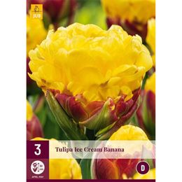 Sp&auml;te gef&uuml;llte Tulpe 'Ice Cream Banana' - 3 St&uuml;ck Liefergr&ouml;&szlig;e: Zwiebelgr&ouml;&szlig;e 11/12+