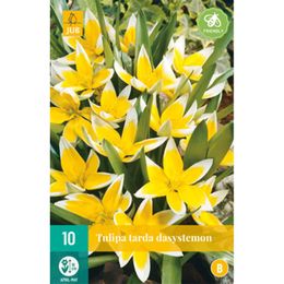 Wildtulpe 'Tarda' - 10 St&uuml;ck Liefergr&ouml;&szlig;e: Zwiebelgr&ouml;&szlig;e 7/8