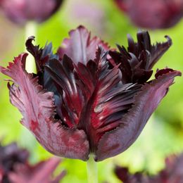 Papagei Tulpen 'Black Parrot' - 7 St&uuml;ck Liefergr&ouml;&szlig;e: Zwiebelgr&ouml;&szlig;e 11/12