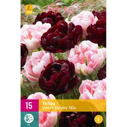 Gef&uuml;llte Tulpen Mischung 'Sweet Desire Mix' - 12 St&uuml;ck Liefergr&ouml;&szlig;e: Zwiebelgr&ouml;&szlig;e 11/12