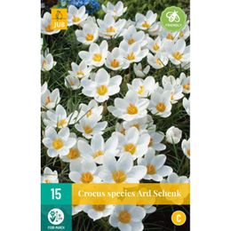 Botanische Krokusse 'Ard Schenk' - 15 St&uuml;ck Liefergr&ouml;&szlig;e: Zwiebelgr&ouml;&szlig;e 5/+