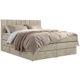 BOXSPRINGBETT ALVER KING 160/200 - Beige Velvet - H3