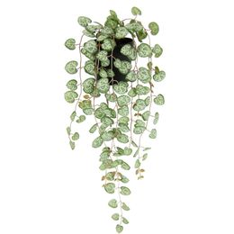 Kunstpflanze I.GE.A. "Kunstpflanze Leuchterblume H&auml;ngende Pflanzen k&uuml;nstlich", gr&uuml;n (gr&uuml;n, rot), B:18cm H:45cm L:14cm, Polyester, Kunstpflanzen, Kunstpflanze, H&auml;nger Busch Ranke Girlande Blumenampel Deko Gr&uuml;npflanze Kunstblumen