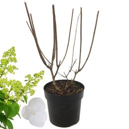 toom Ballhortensie 'Strong Annabelle' wei&szlig; 19 cm Topf