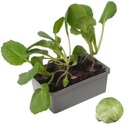 toom Rosenkohl 6er-Schale