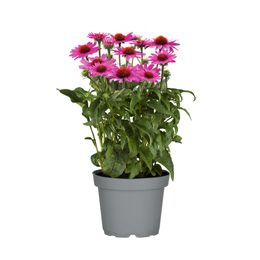 Sonnenhut verschiedene Farben Topf 19 cm