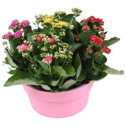 Kalanchoe 5 Farben im Topf in 23 cm Dekoschale