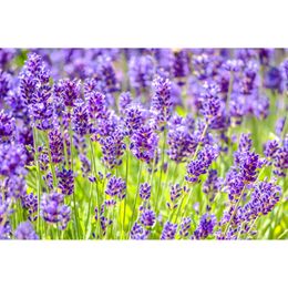 Lavendel 'Felice ' 15 cm Topf