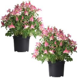 toom Akelei rosa 13 cm Topf 2er-Set