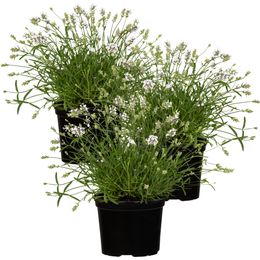 toom Lavendel 'Edelwei&szlig;' wei&szlig; 11 cm Topf, 3er-Set