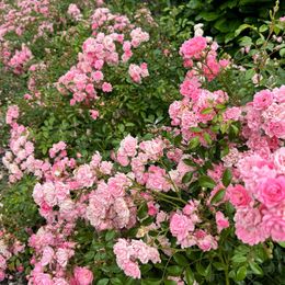 Bodendeckerrose 'The Fairy ', 3 - 5 Liter, A-Qualit&auml;t, 3 starke Triebe Liefergr&ouml;&szlig;e: drei starke Triebe