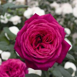 Rose 'Wolfgang von Goethe', 5 Liter, 3 starke Triebe, A-Qualit&auml;t Lieferform: Im 5 Liter Topf