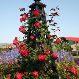 Kletterrose 'Florentina ', 5 Liter, 3 starke Triebe, A-Qualit&auml;t Liefergr&ouml;&szlig;e: 3 starke Triebe, A-Qualit&auml;t